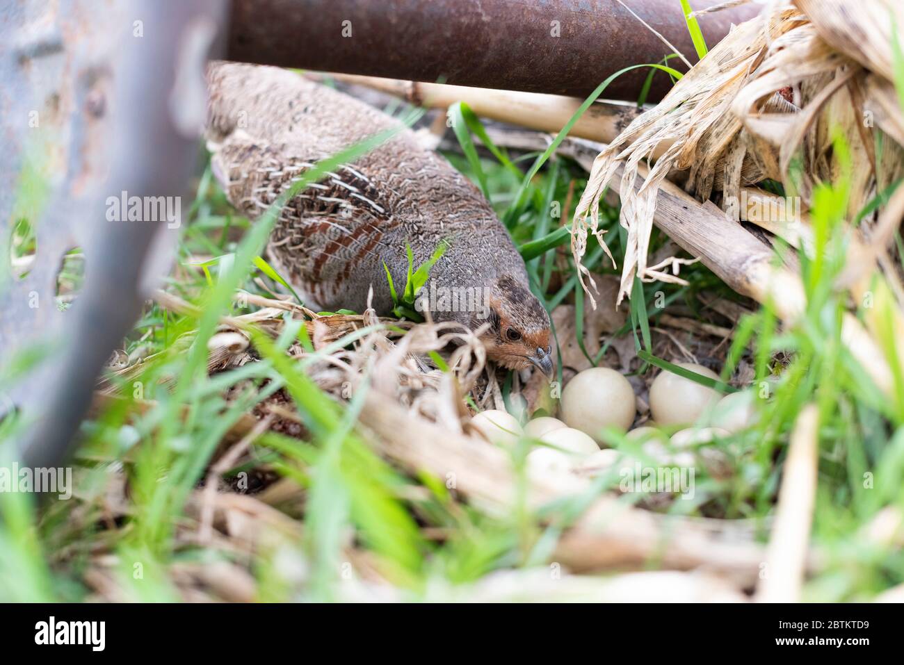 Nest grey partridge hi-res stock photography and images - Alamy