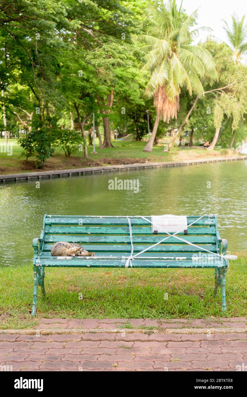Cat social distance hi-res stock photography and images - Alamy
