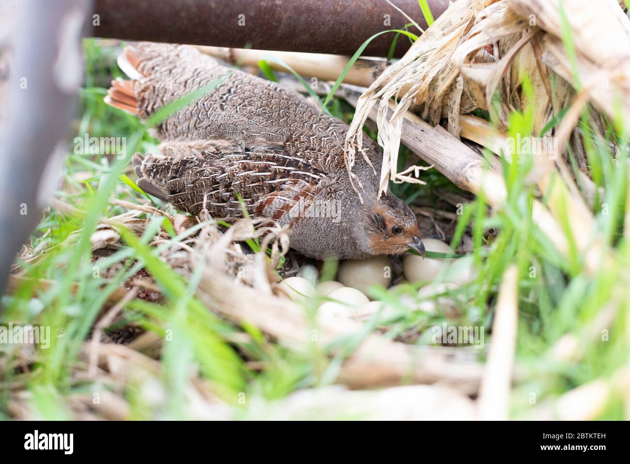 A Hungarian Partridge female on a nest in North Dakota Stock Photo - Alamy