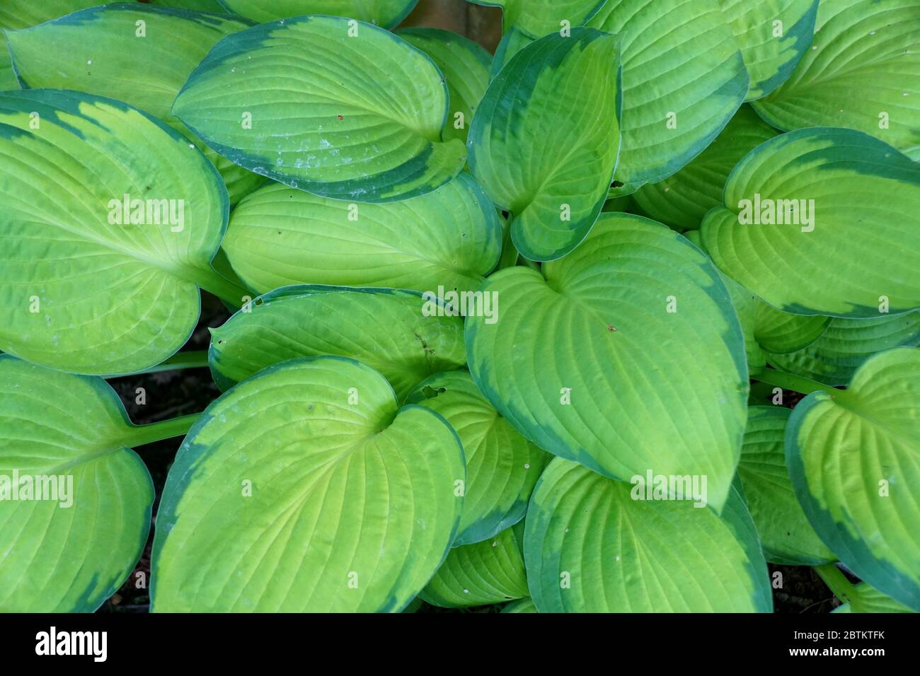 Beautiful lime green hostas, a perennial plant Stock Photo - Alamy