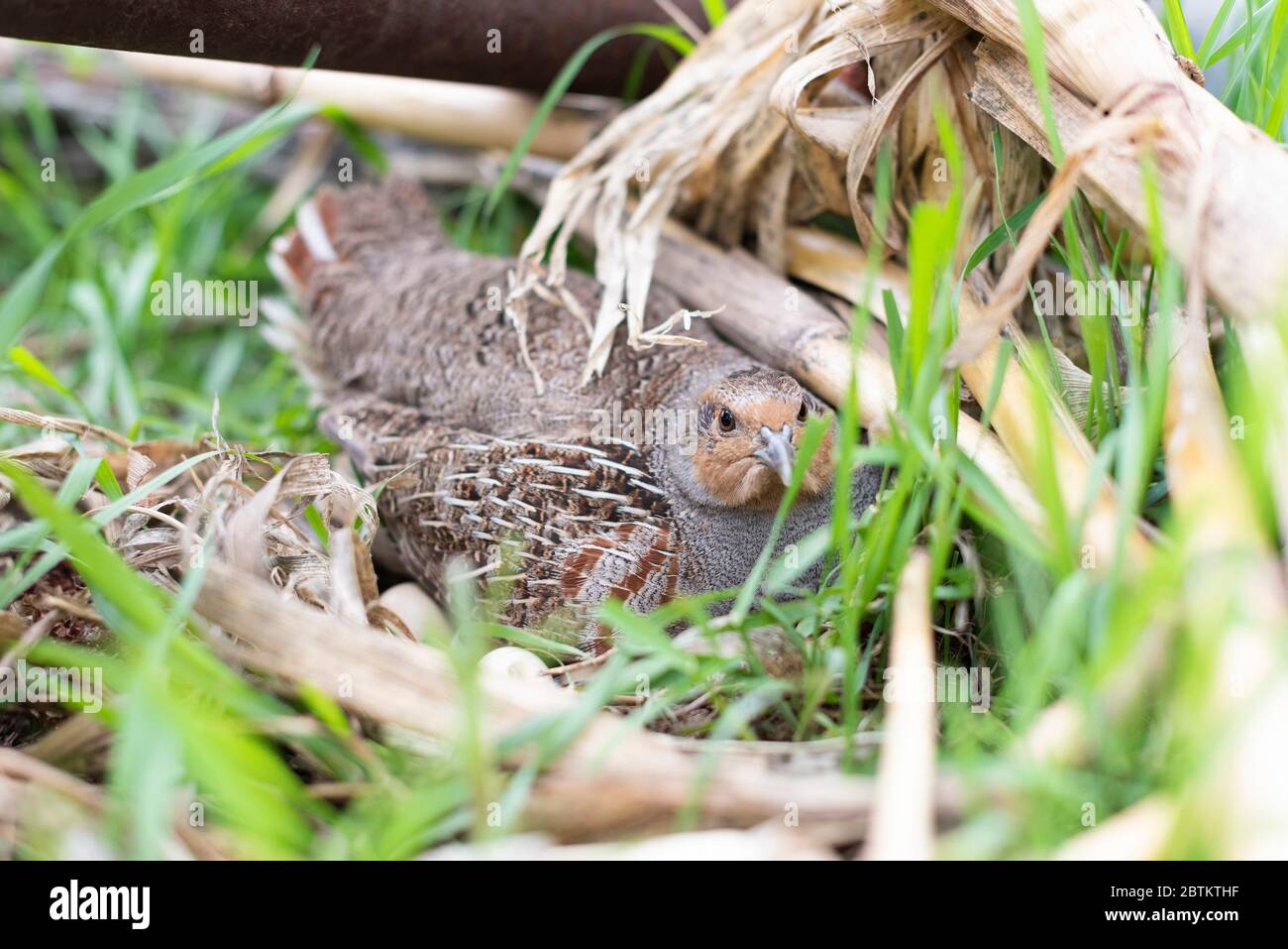 A Hungarian Partridge female on a nest in North Dakota Stock Photo - Alamy