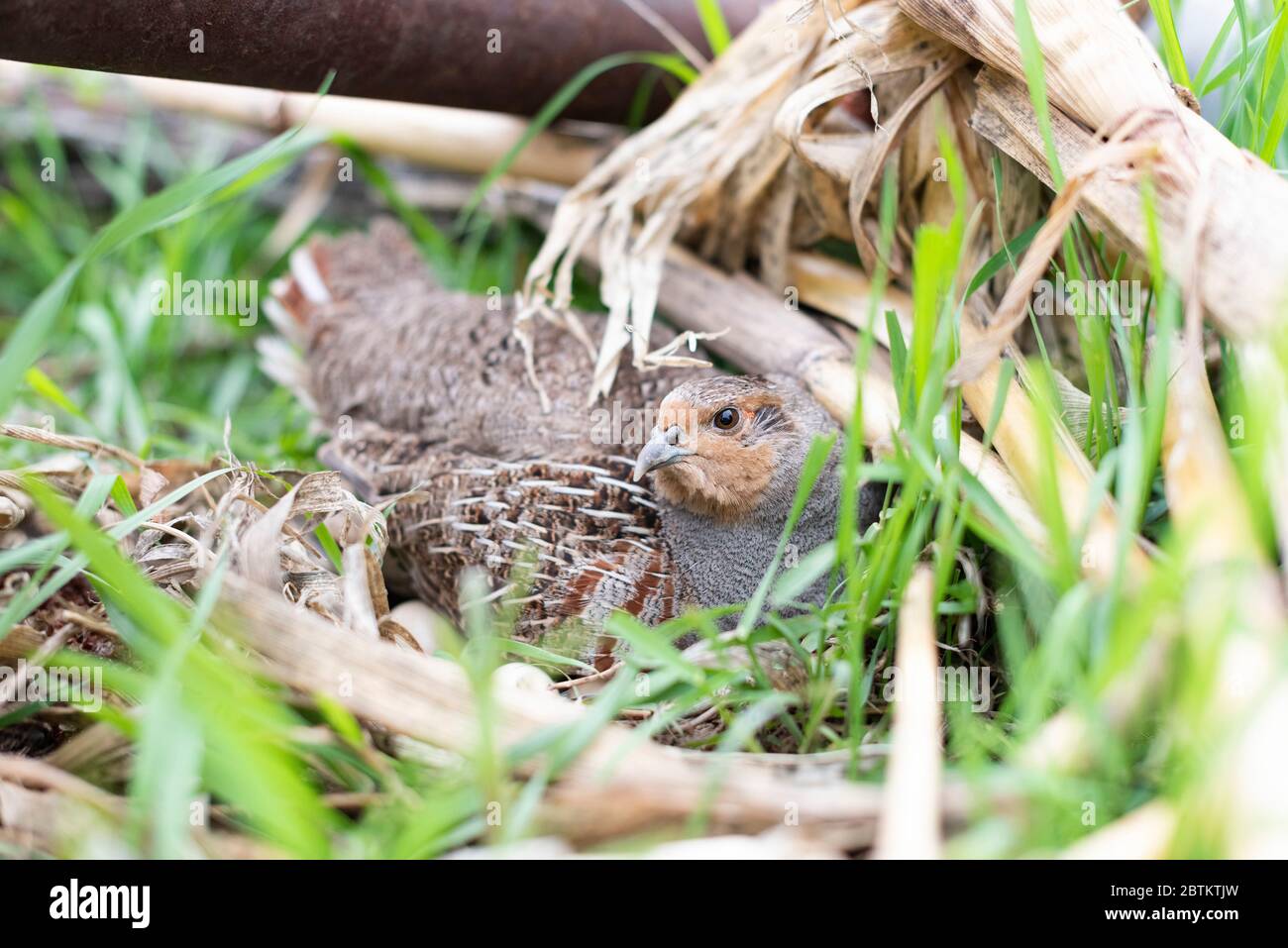 A Hungarian Partridge female on a nest in North Dakota Stock Photo - Alamy