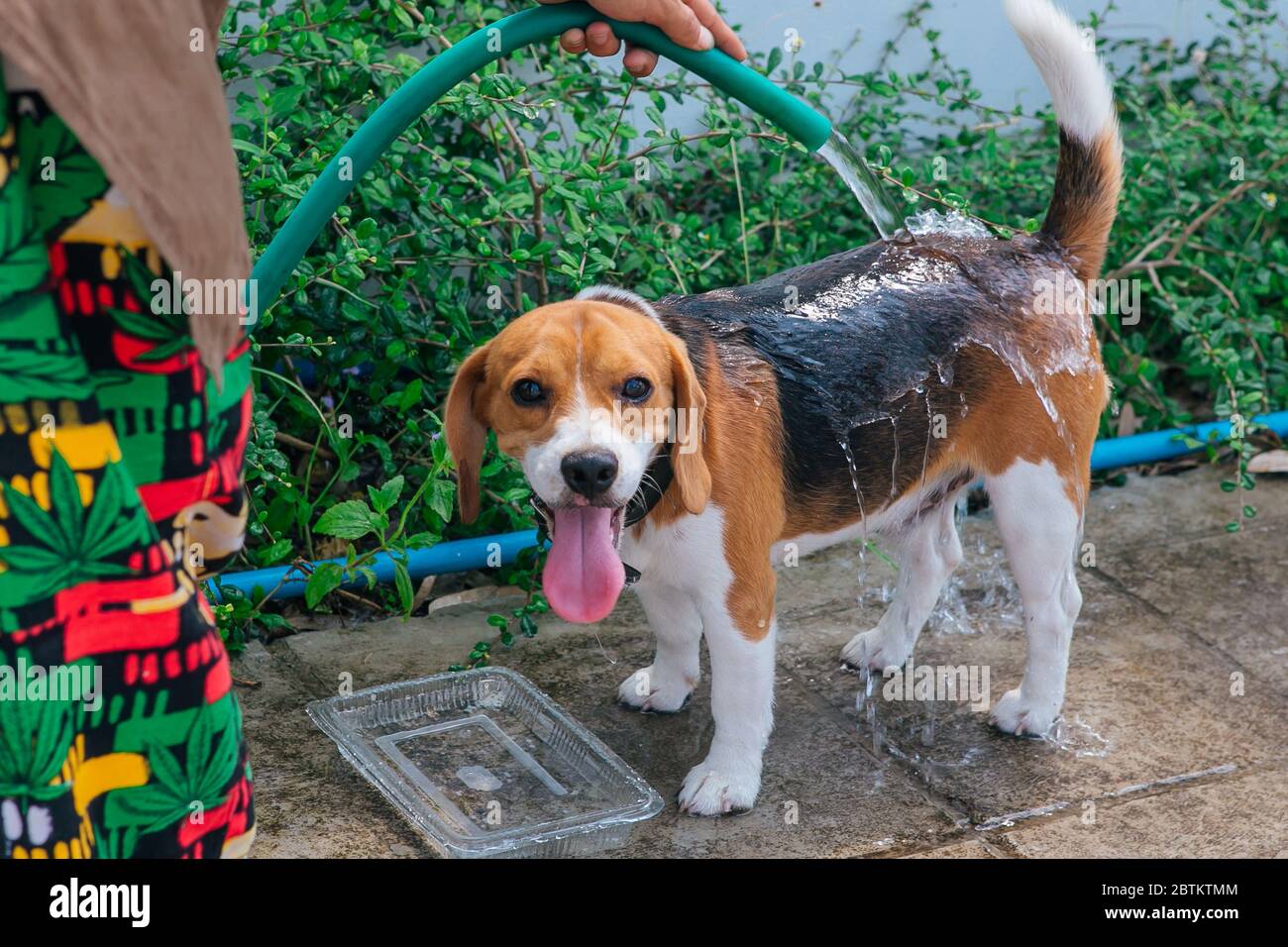 Happy smiling young beagle dog washing under water jet Stock Photo - Alamy