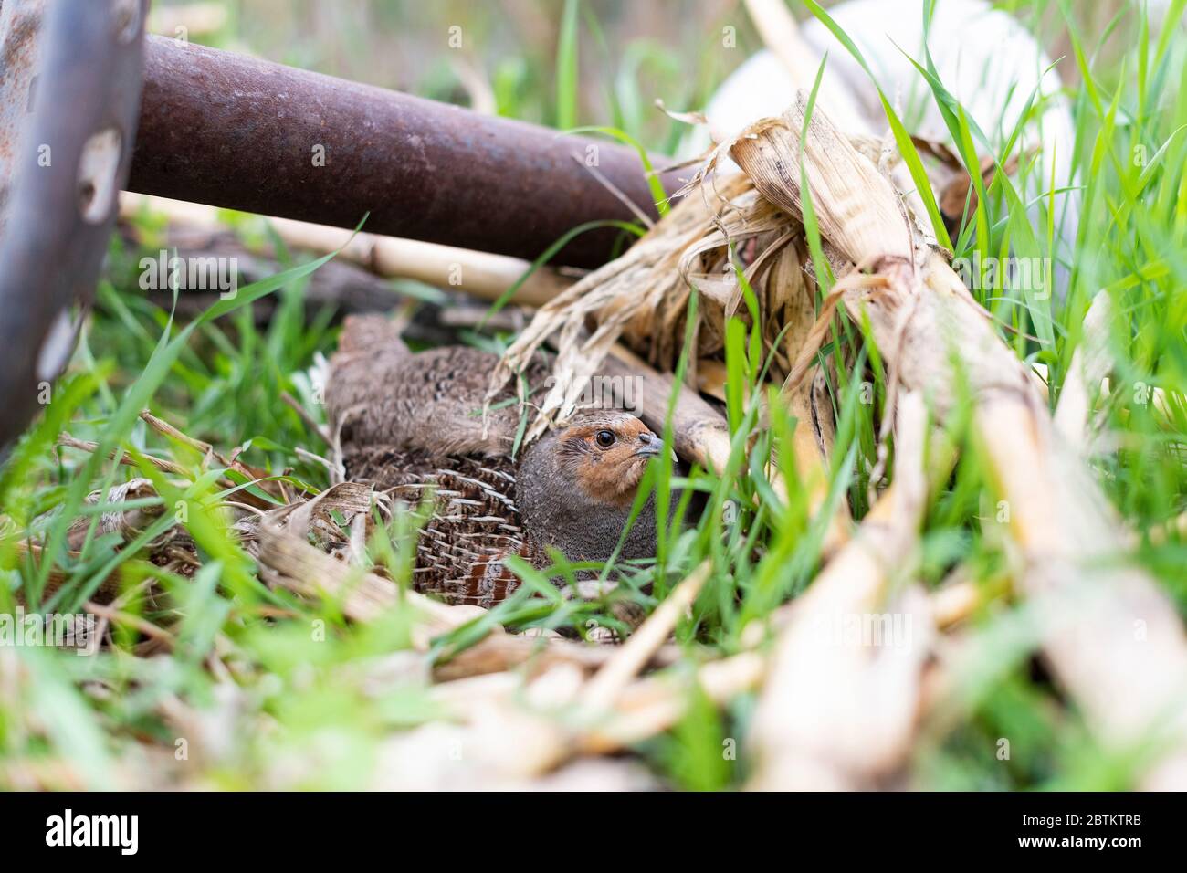 A Hungarian Partridge female on a nest in North Dakota Stock Photo - Alamy
