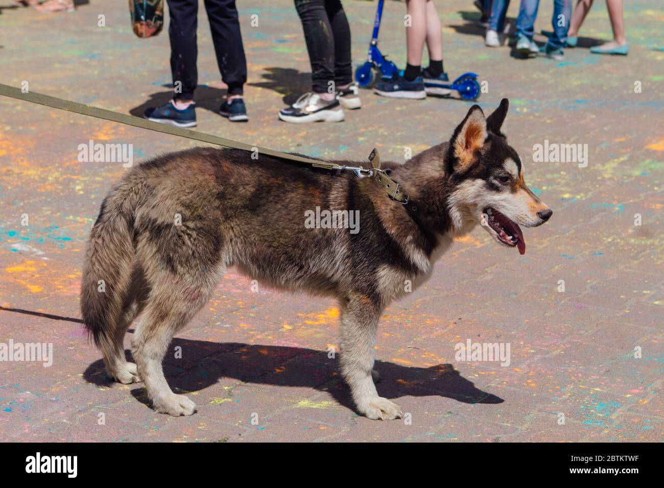 Dog holi festival hi-res stock photography and images - Alamy