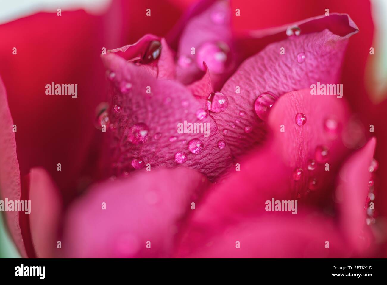 Beautiful red rose with water drops. Close-up shot Stock Photo - Alamy