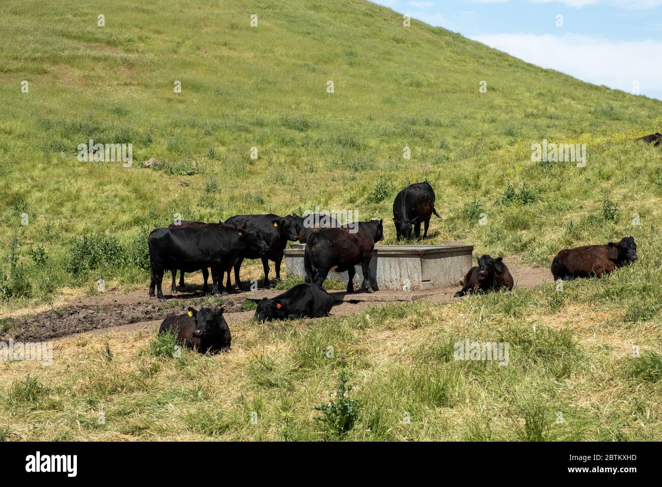 Cows cattle watering hole hi-res stock photography and images - Alamy