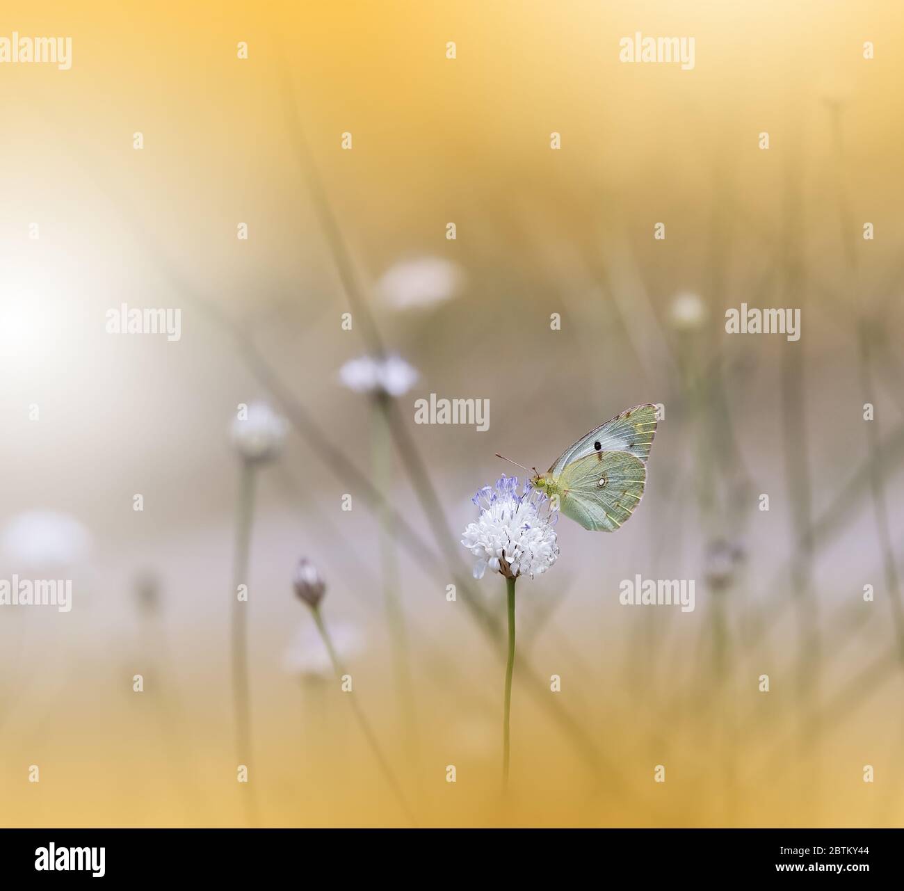 Pastel Nature Photography