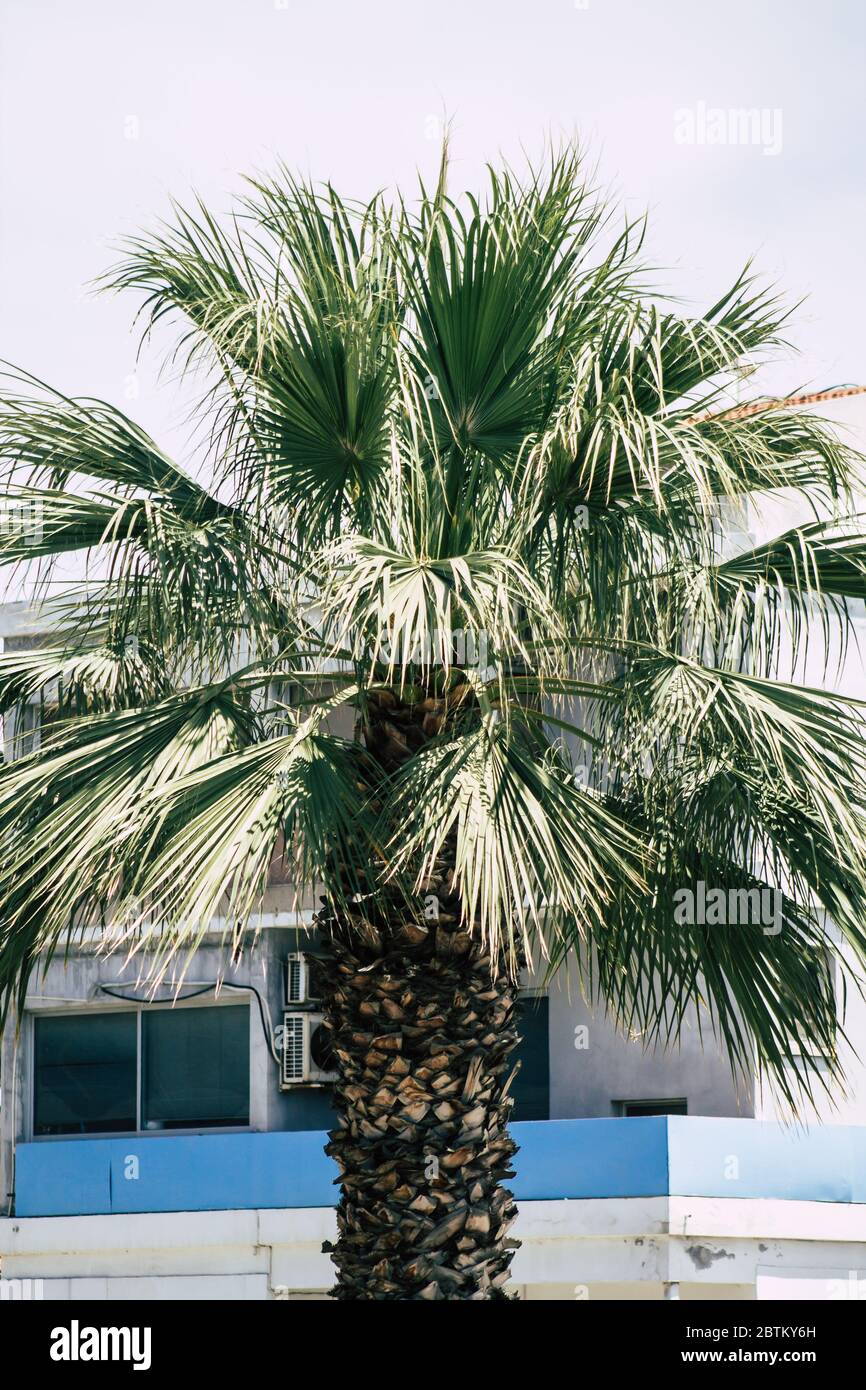 Limassol Cyprus May 26, 2020 View of a palm tree growing in the streets ...