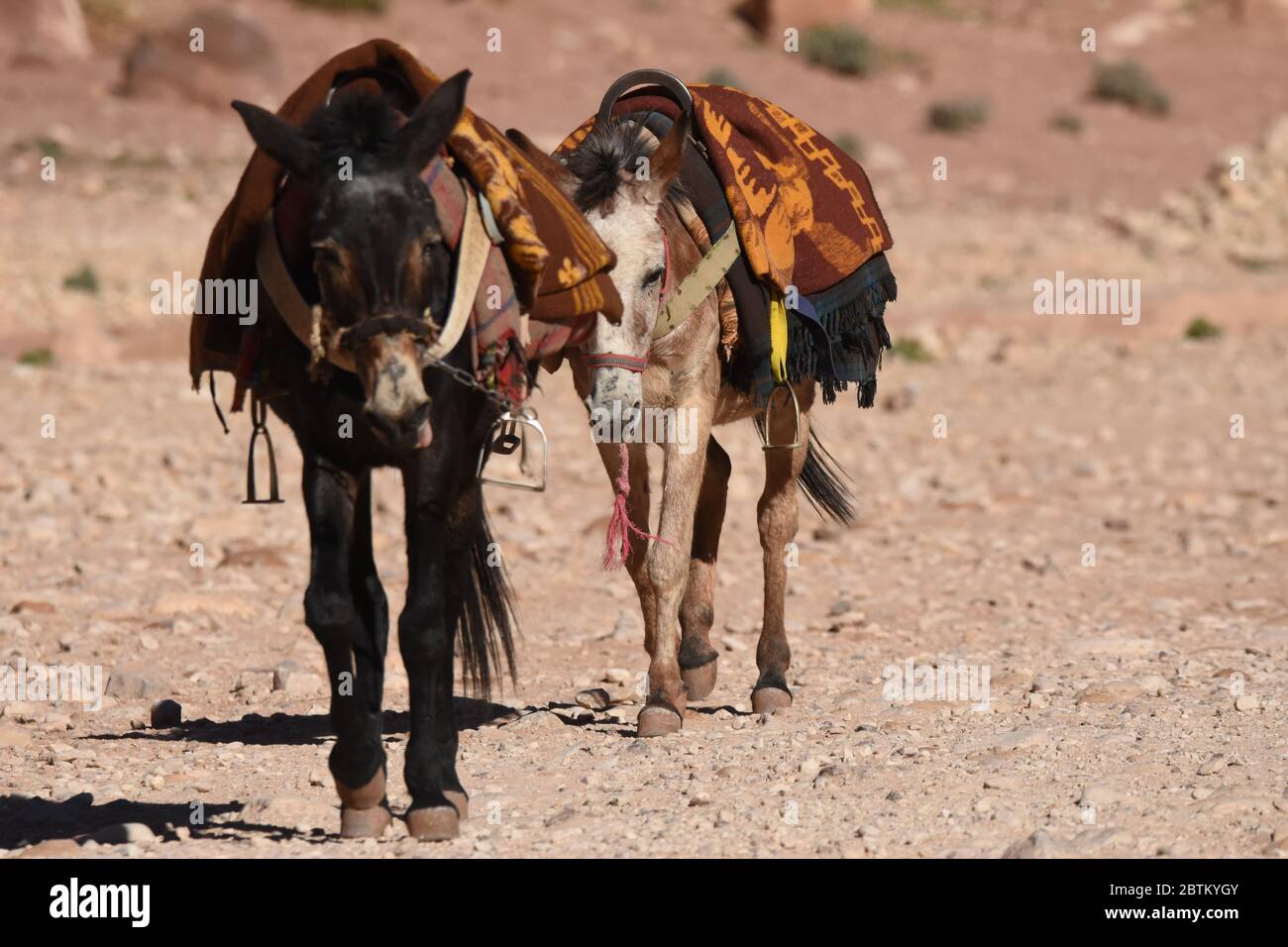 Donkeys working as transport and pack animals in Petra, Jordan ...