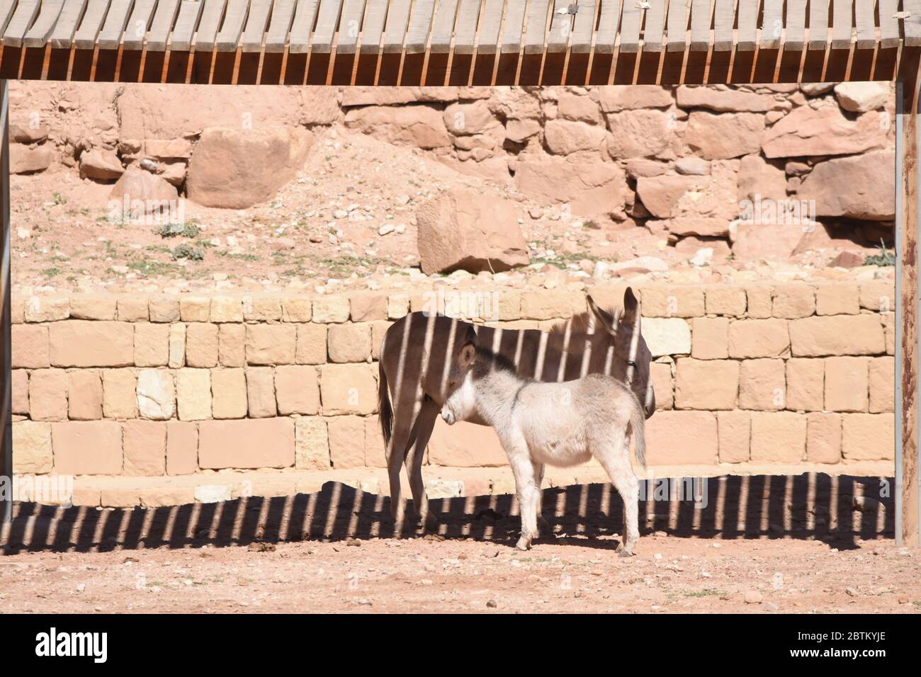 Donkeys working as transport and pack animals in Petra, Jordan ...