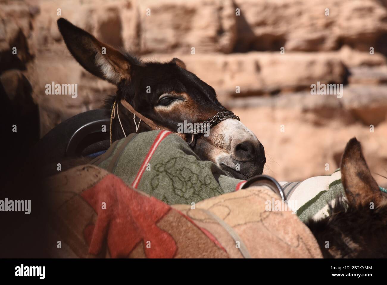 Donkeys working as transport and pack animals in Petra, Jordan ...
