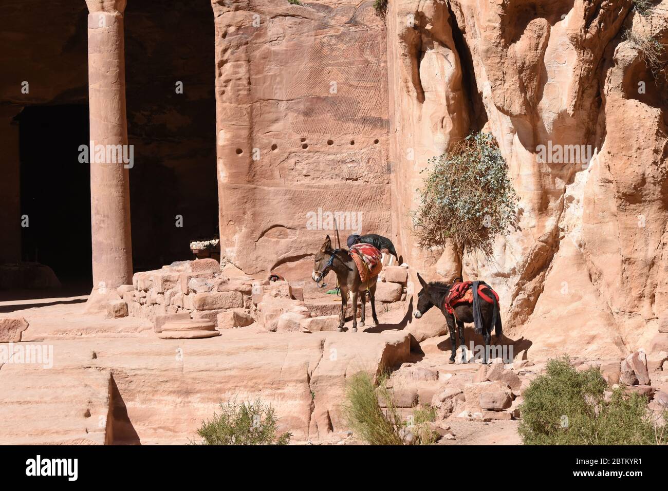 Donkeys working as transport and pack animals in Petra, Jordan ...