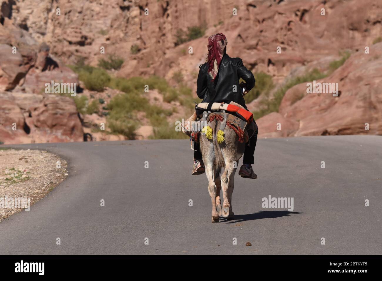 Donkeys working as transport and pack animals in Petra, Jordan ...