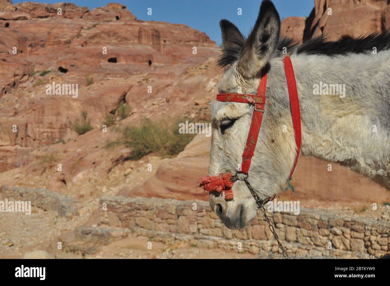 Donkeys working as transport and pack animals in Petra, Jordan ...
