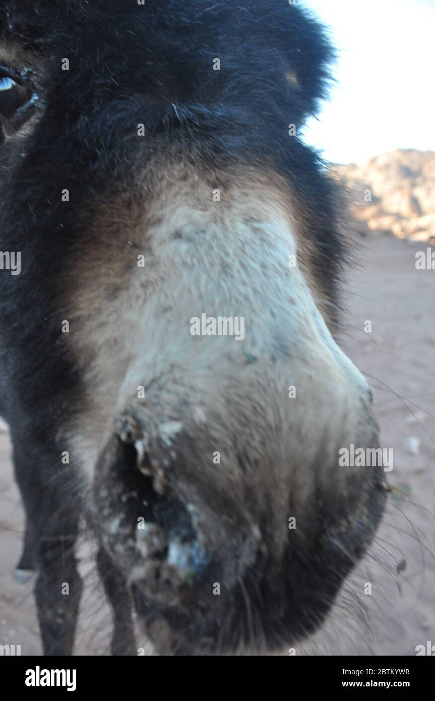Donkeys working as transport and pack animals in Petra, Jordan ...