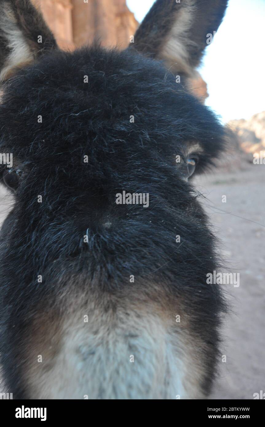 Donkeys working as transport and pack animals in Petra, Jordan ...