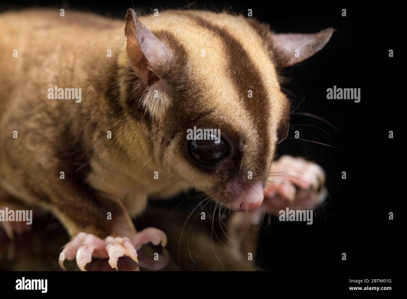 Sugar glider - Petaurus breviceps isolated on black background Stock ...