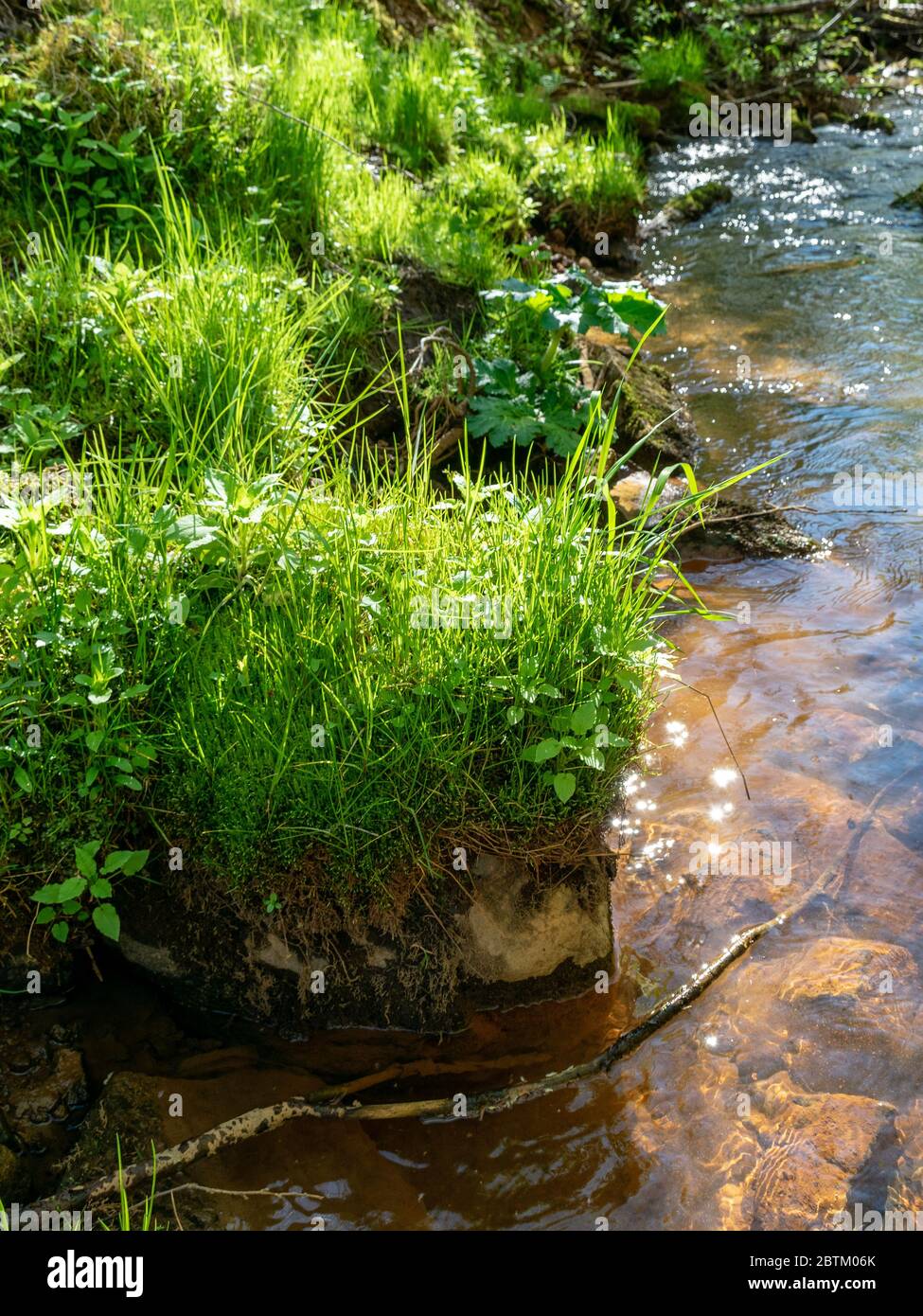 spring landscape from a small river, a lot of bright grass on the bank ...