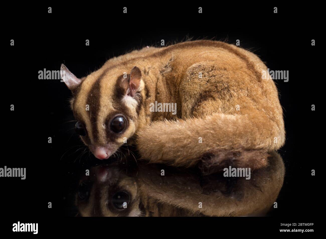 Petaurus breviceps pet pets hi-res stock photography and images - Alamy