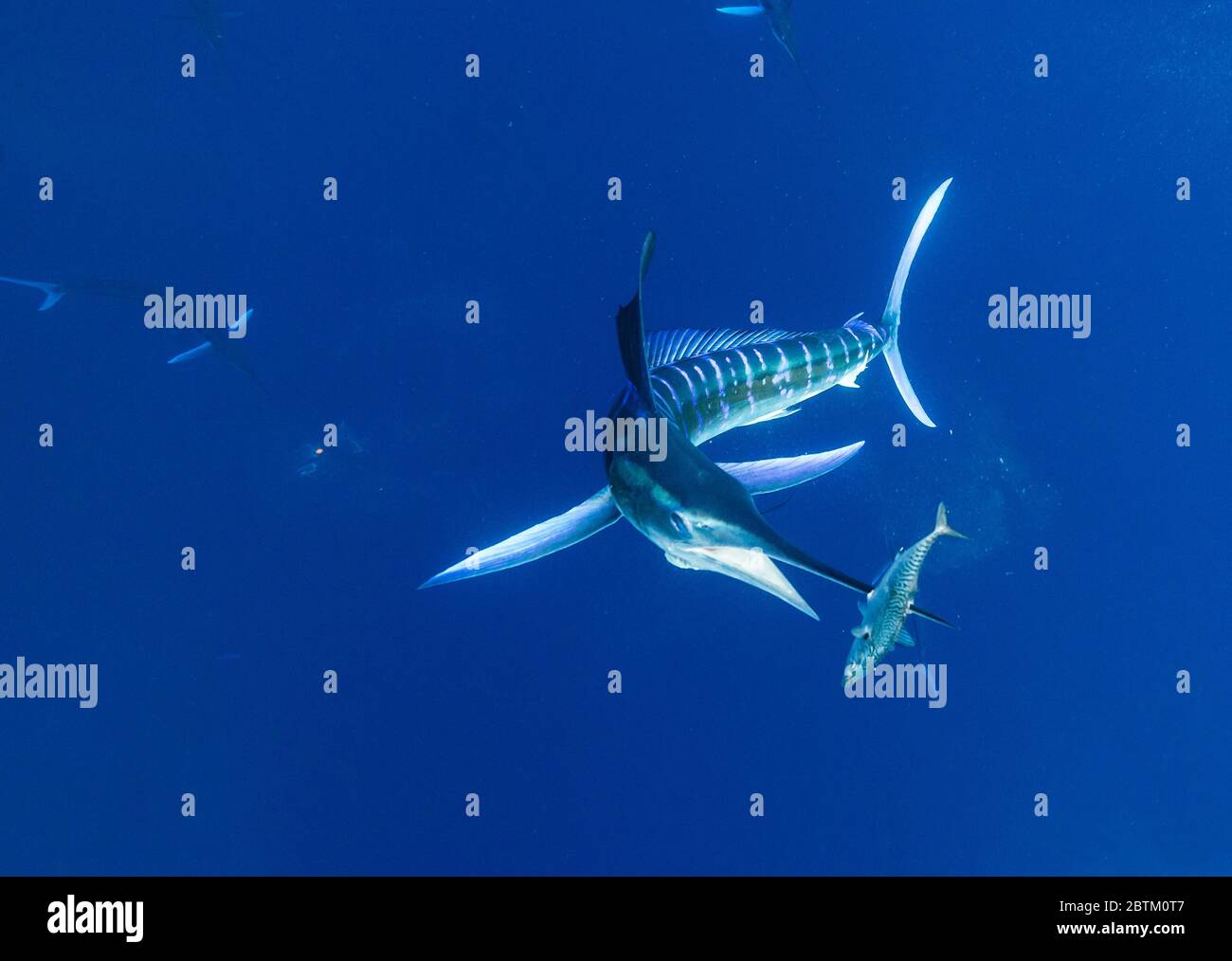Striped marlin feeding on mackerel, Pacific Ocean, Baja California ...