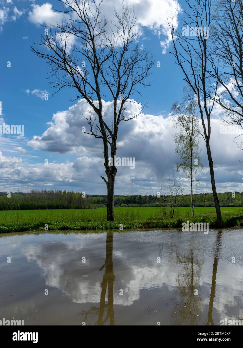 colorful spring landscape with tree silhouettes, green grass and a ...