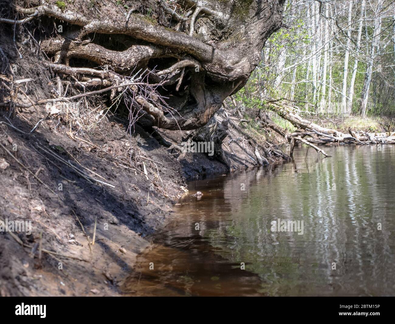 River bank tree roots hi-res stock photography and images - Alamy