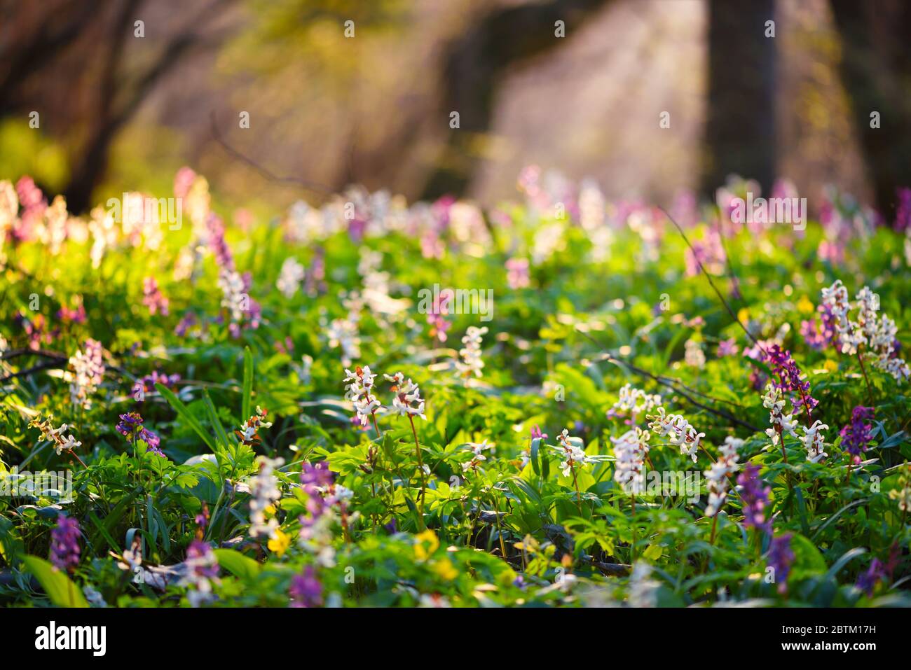 Spring forest with blooming Corydalis cava flowers Stock Photo - Alamy