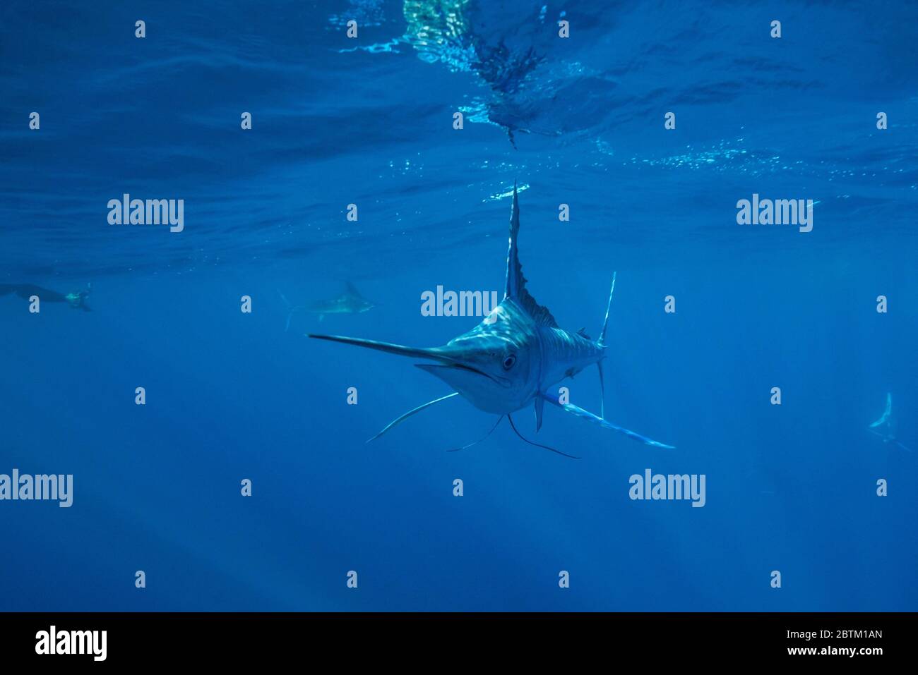Striped marlin feeding on a sardine bait ball, Pacific Ocean, Baja ...