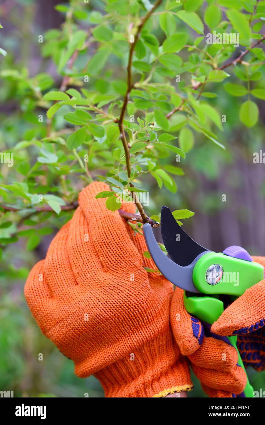 Spring pruning roses in the garden, gardener's hands with secateur ...