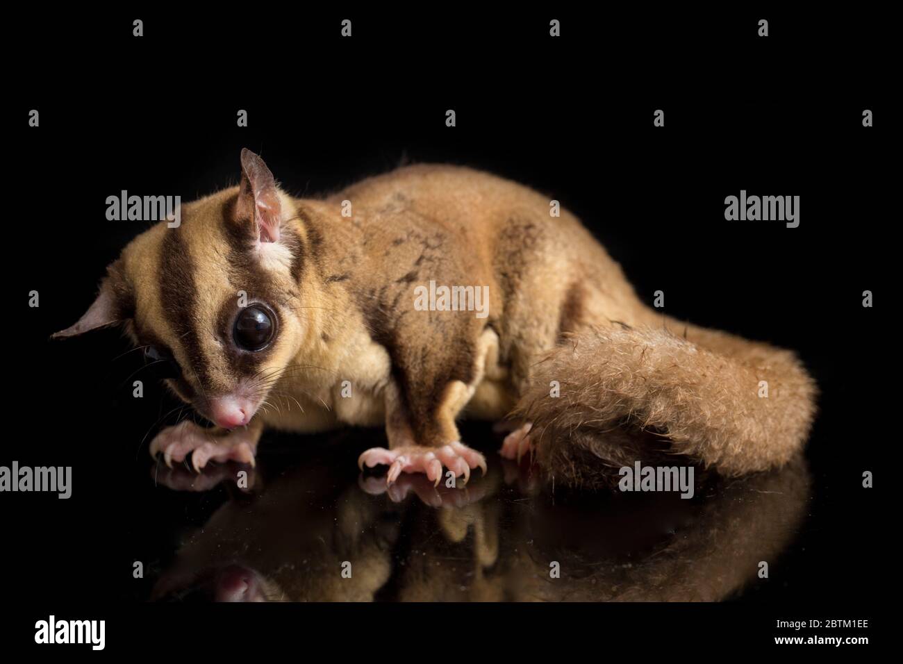 Petaurus breviceps pet pets hi-res stock photography and images - Alamy