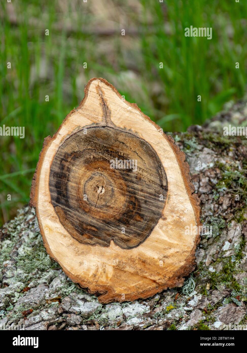 picture with cut wood tree section with cracks and annual rings, flat ...