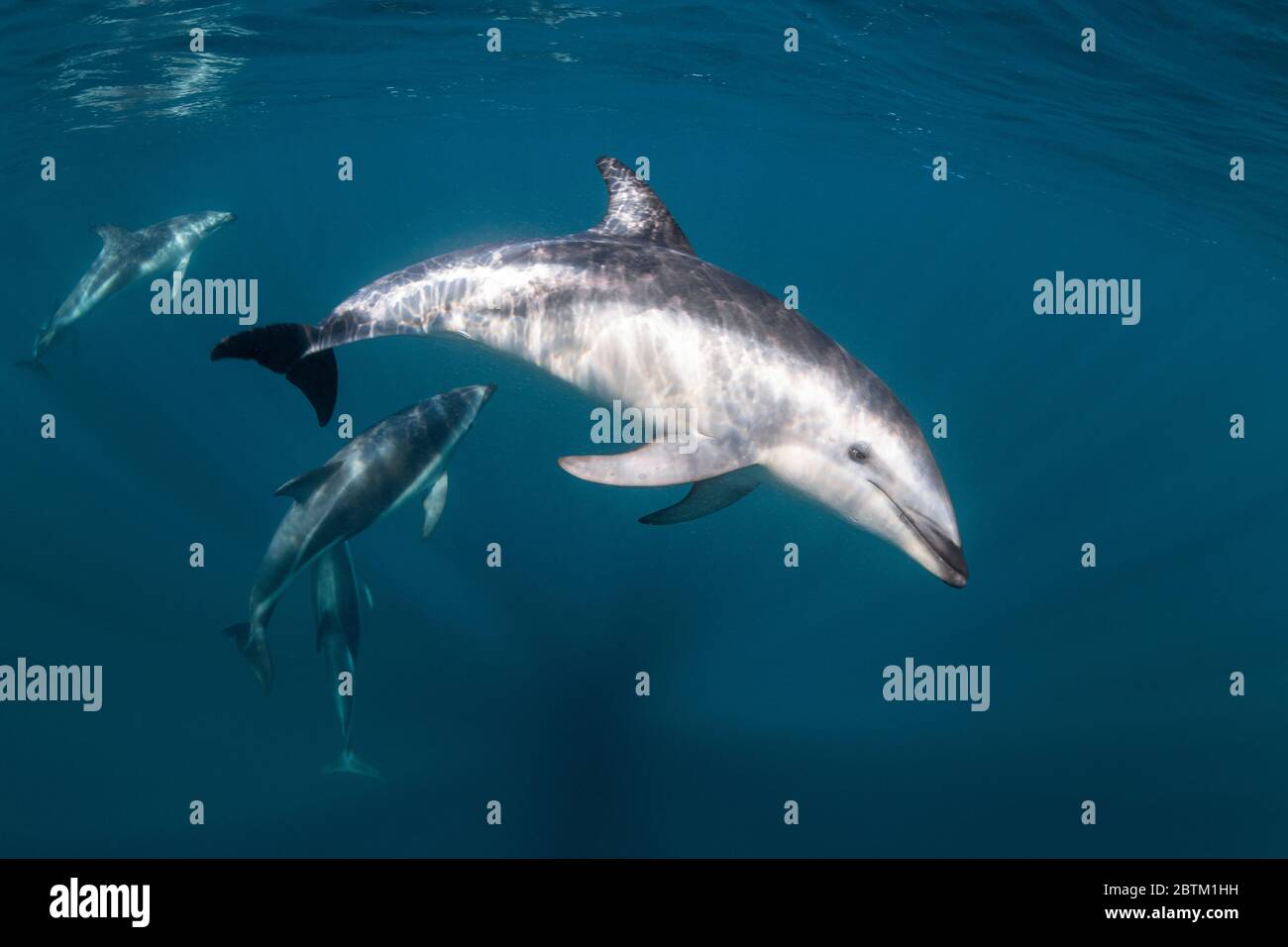 Female scuba diver dolphin hi-res stock photography and images - Alamy