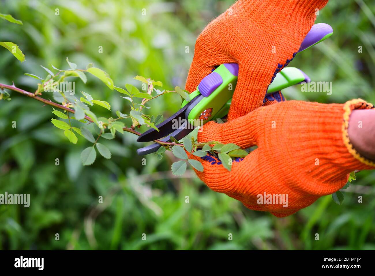 Spring pruning roses in the garden, gardener's hands with secateur ...