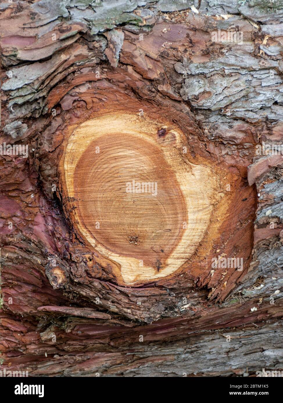 picture with cut wood tree section with cracks and annual rings, flat ...