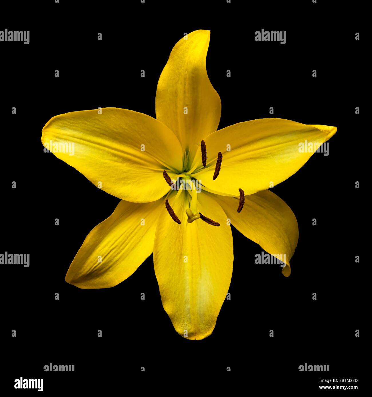 Lily hemerocallis cut out hi-res stock photography and images - Alamy