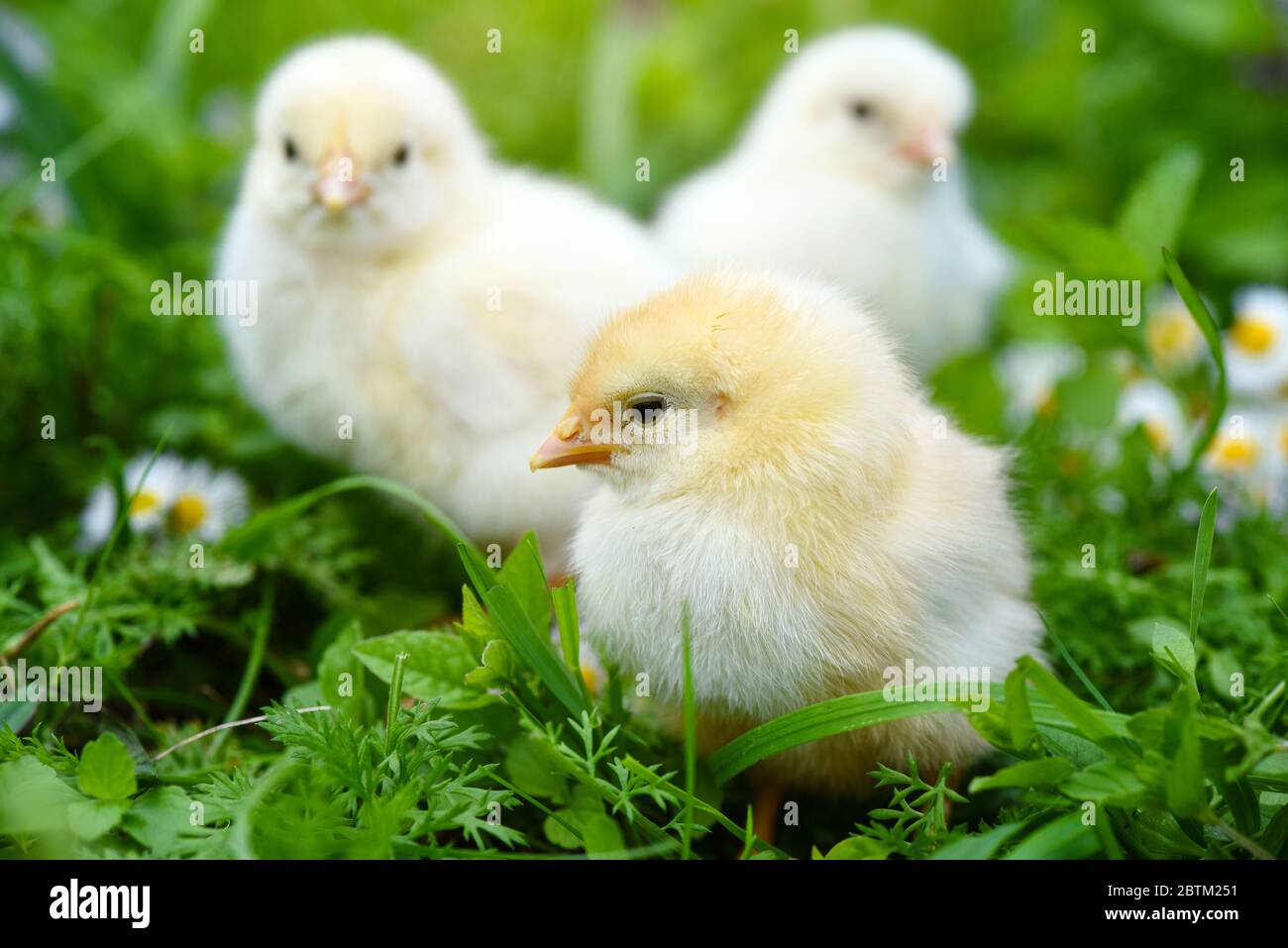 Little chickens on green grass with daisies Stock Photo - Alamy