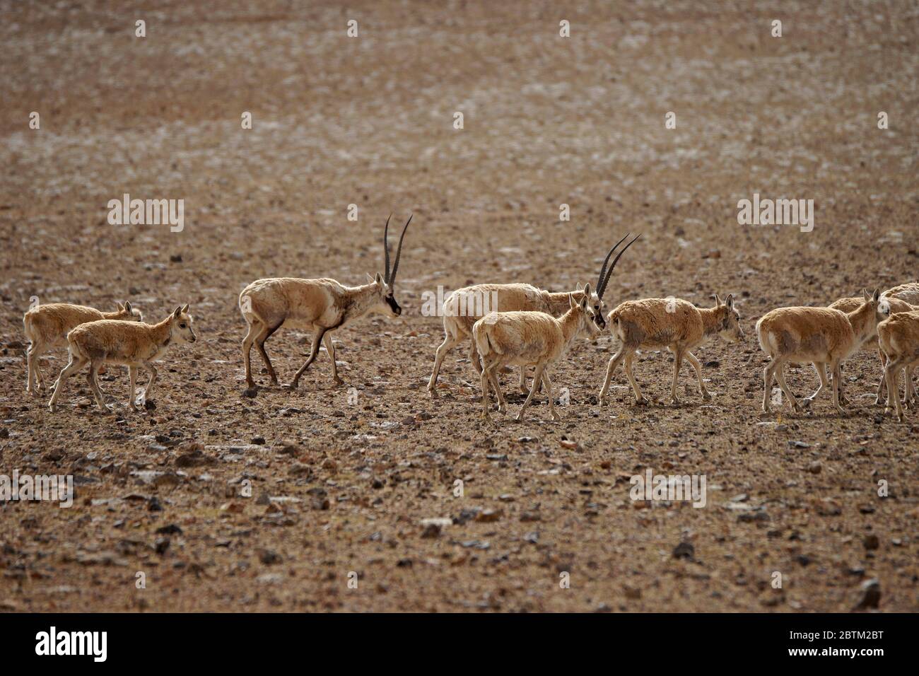 Ali, China. 26th May, 2020. The Tibetan antelope migrate to North in ...