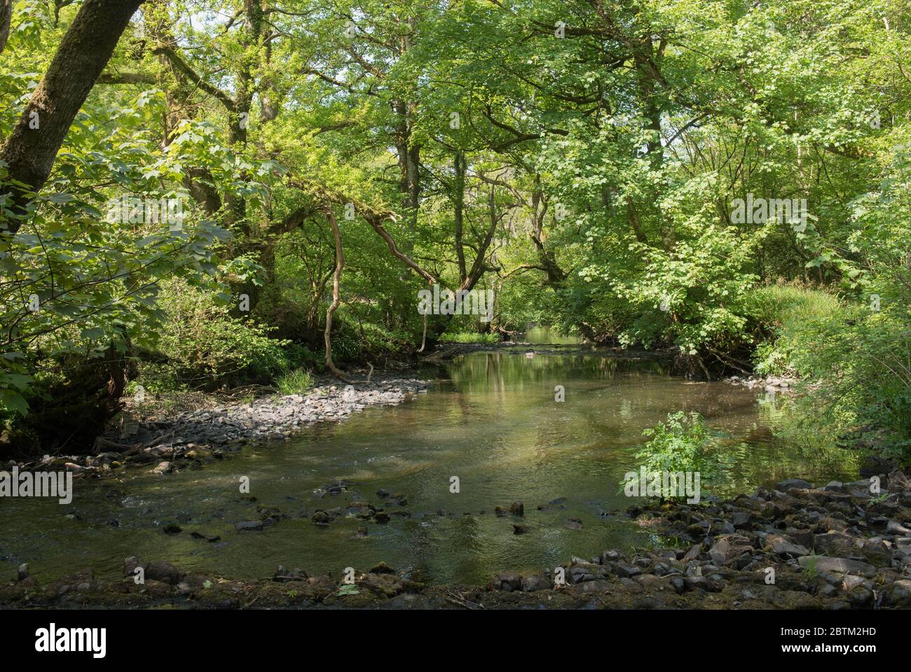 Secluded Setting on the Little Dart River in a Forest in the Rural ...