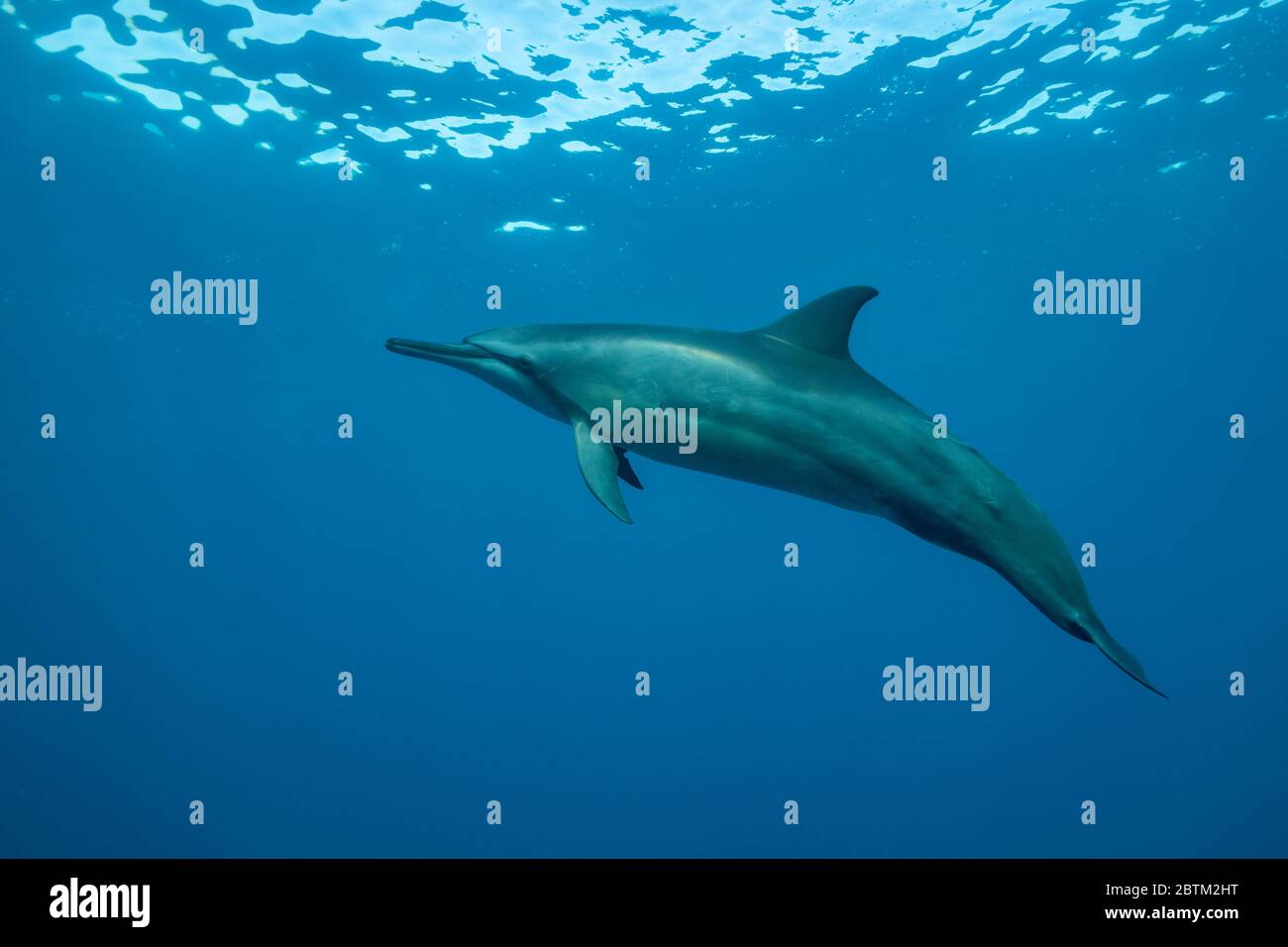 Spinner dolphin hi-res stock photography and images - Alamy