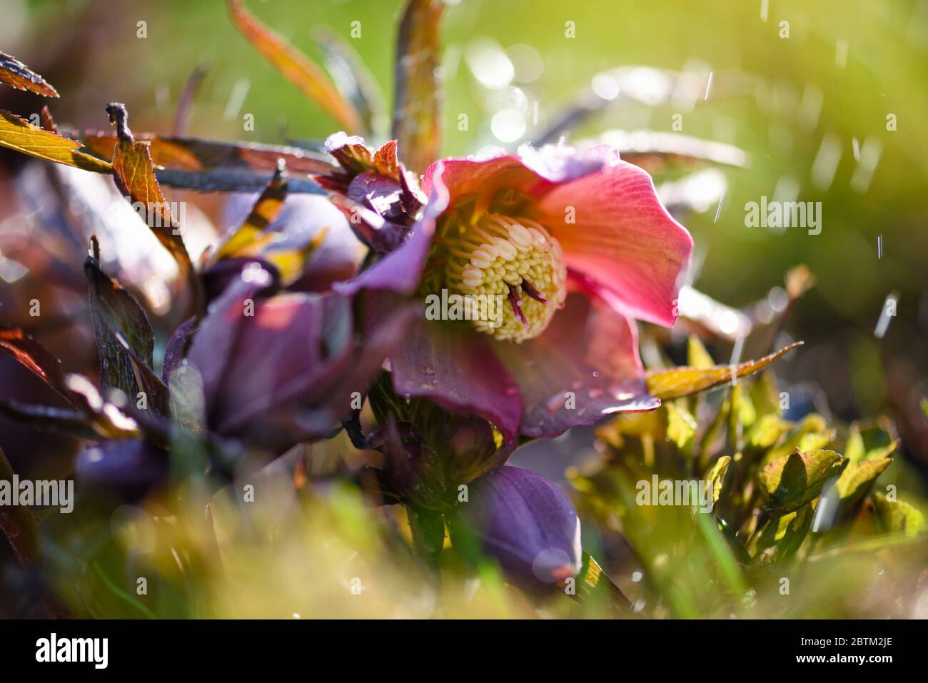 Beautiful pink Helleborus with drops of dew, spring flowers in garden ...