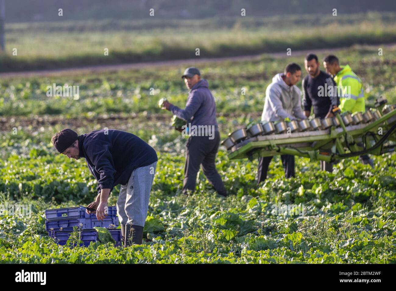 Farm workers harvest cabbage in Tarleton, Lancashire. Uk Weather May ...