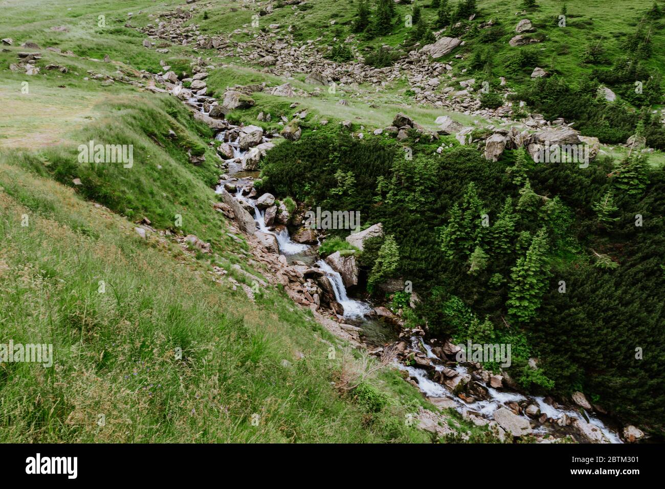 Wild mountain river flowing through the fir forest Stock Photo - Alamy
