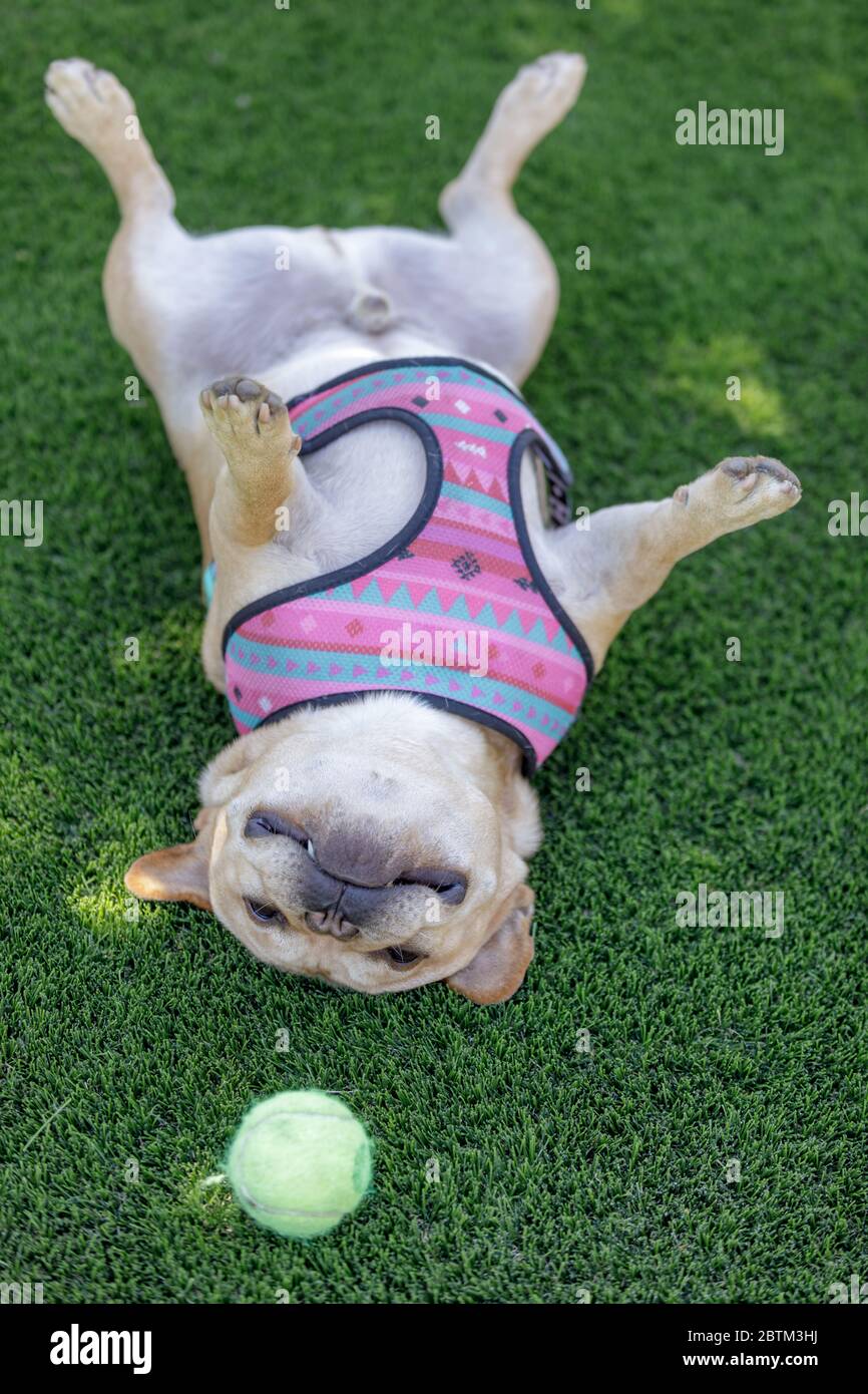 French Bulldog rolling over and goofing off Stock Photo - Alamy