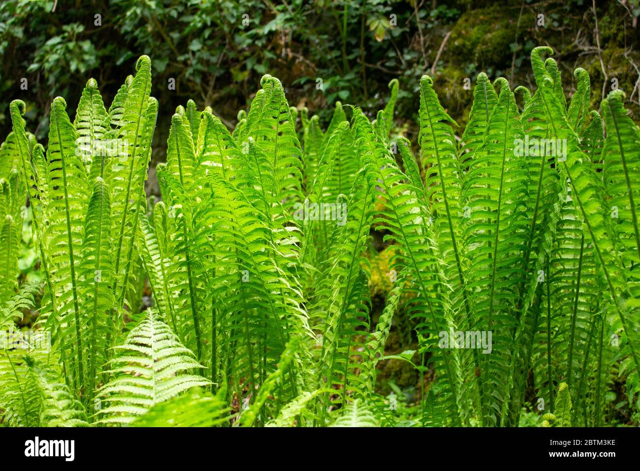 Wallpaper Fern High Resolution Stock Photography and Images - Alamy