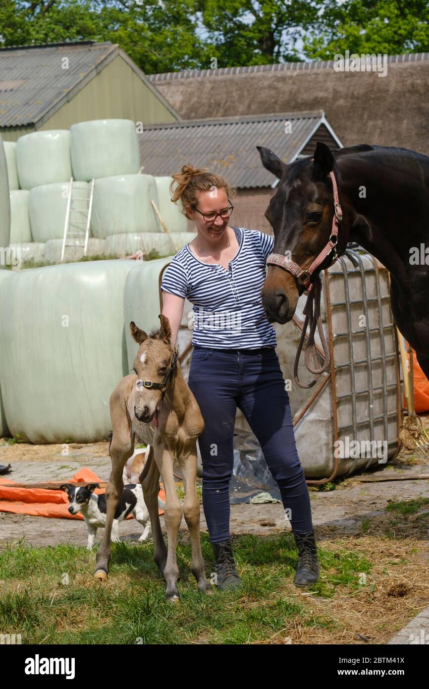 Cute newborn riding horse colt stands next to a woman in the grass. At ...