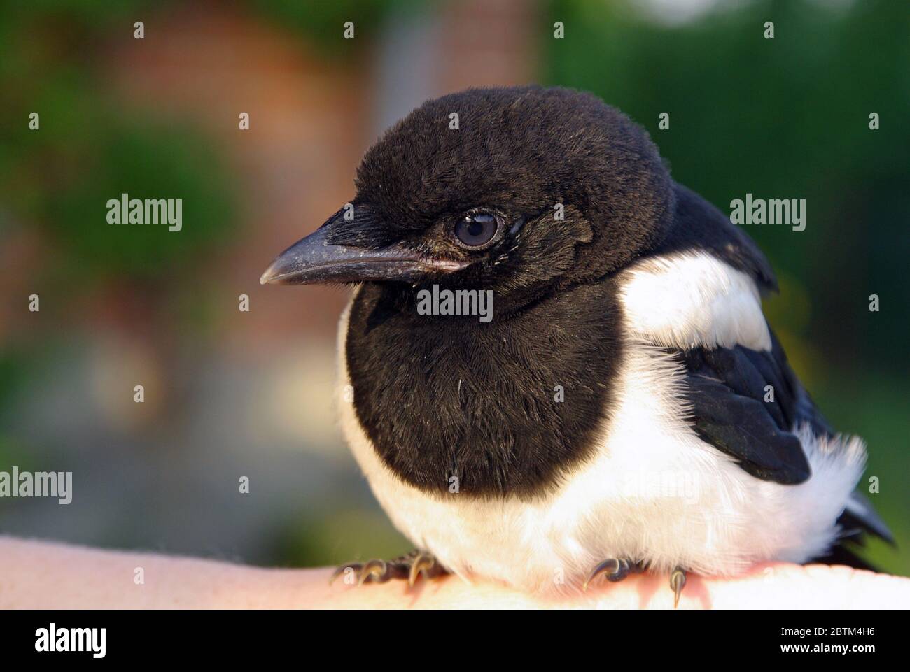 Magpie Fledgling High Resolution Stock Photography and Images - Alamy