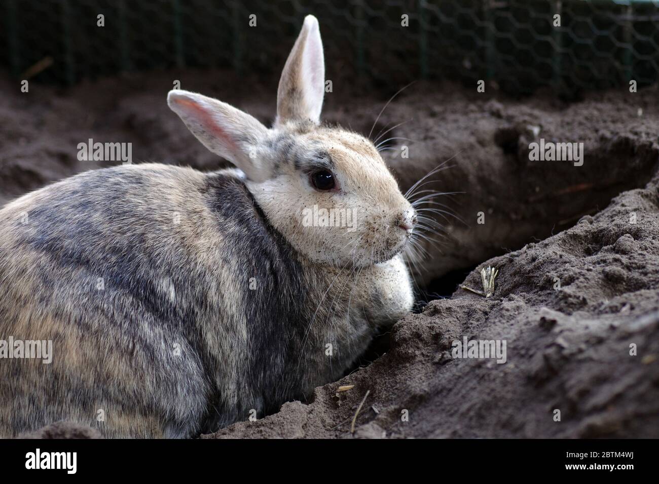 Rabbit dig hi-res stock photography and images - Alamy