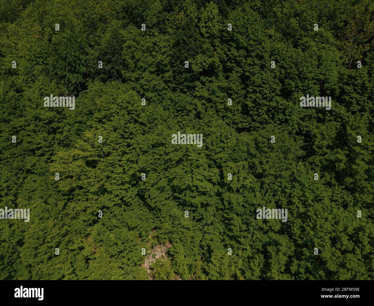 Aerial top view of summer green trees in forest background, Caucasus ...