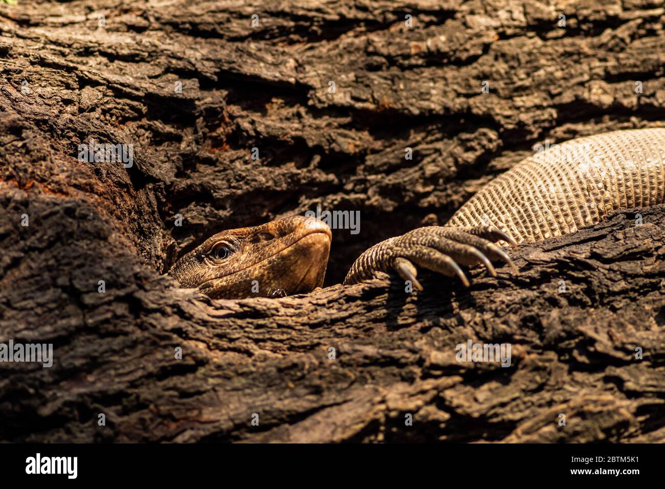 monitor lizard or bengal monitor or common indian monitor or varanus ...